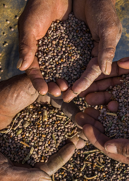 A new standard in sustainable guar farming | Syensqo